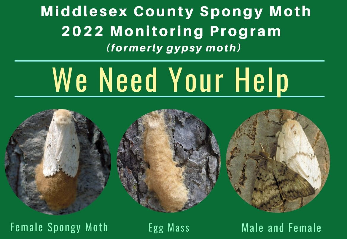 Middlesex County Spongy Moth 2022 Monitoring Program | Middlesex County